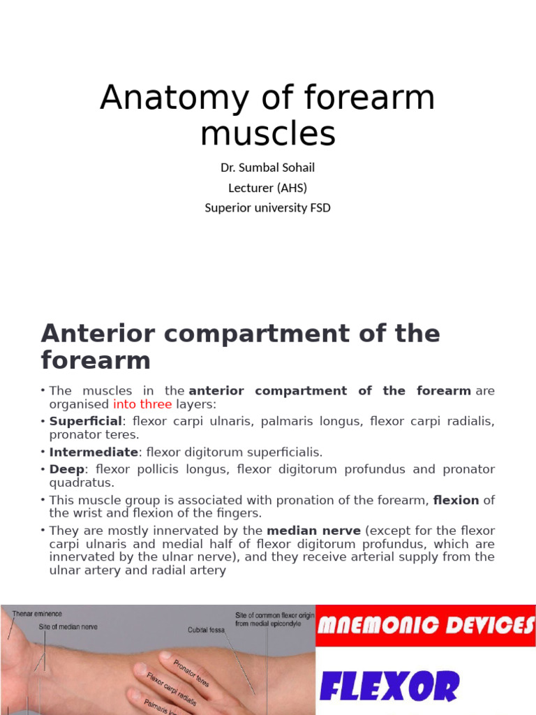 Forearm Muscle and Tendon Anatomy | PDF | Joints | Musculoskeletal System