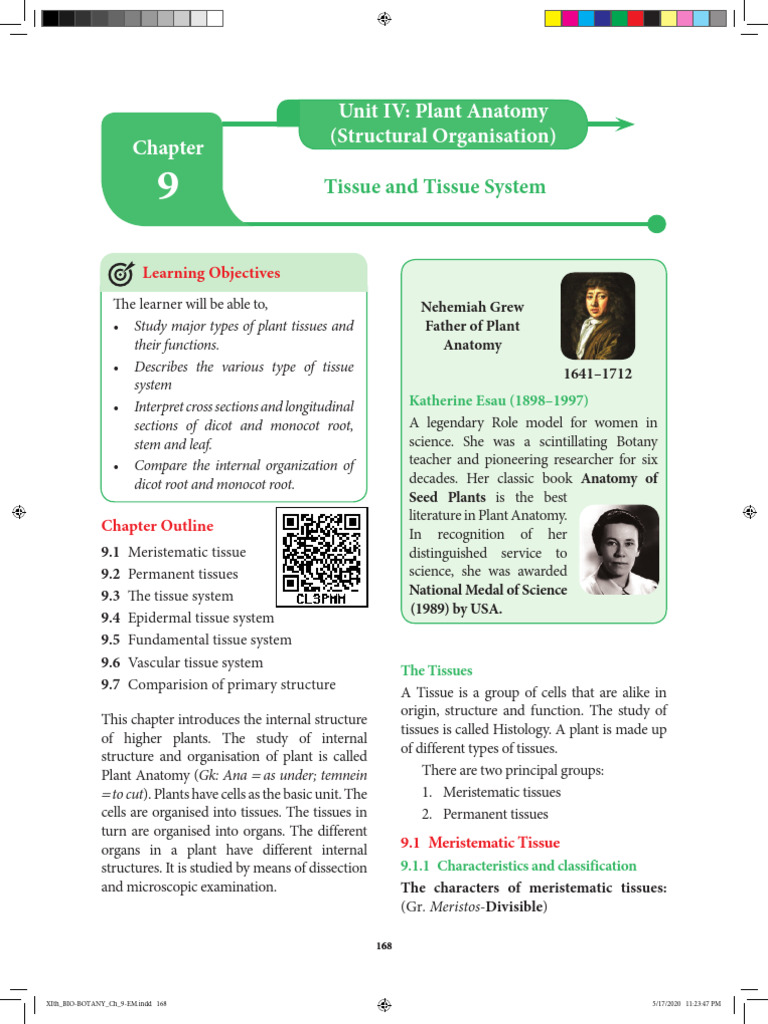 Plant Anatomy: Tissues & Functions | PDF | Tissue (Biology) | Plant Stem