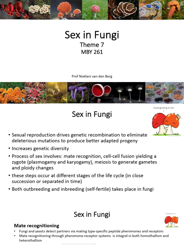 Lecture 6 Sex in Fungi | PDF | Sex | Sexual Reproduction