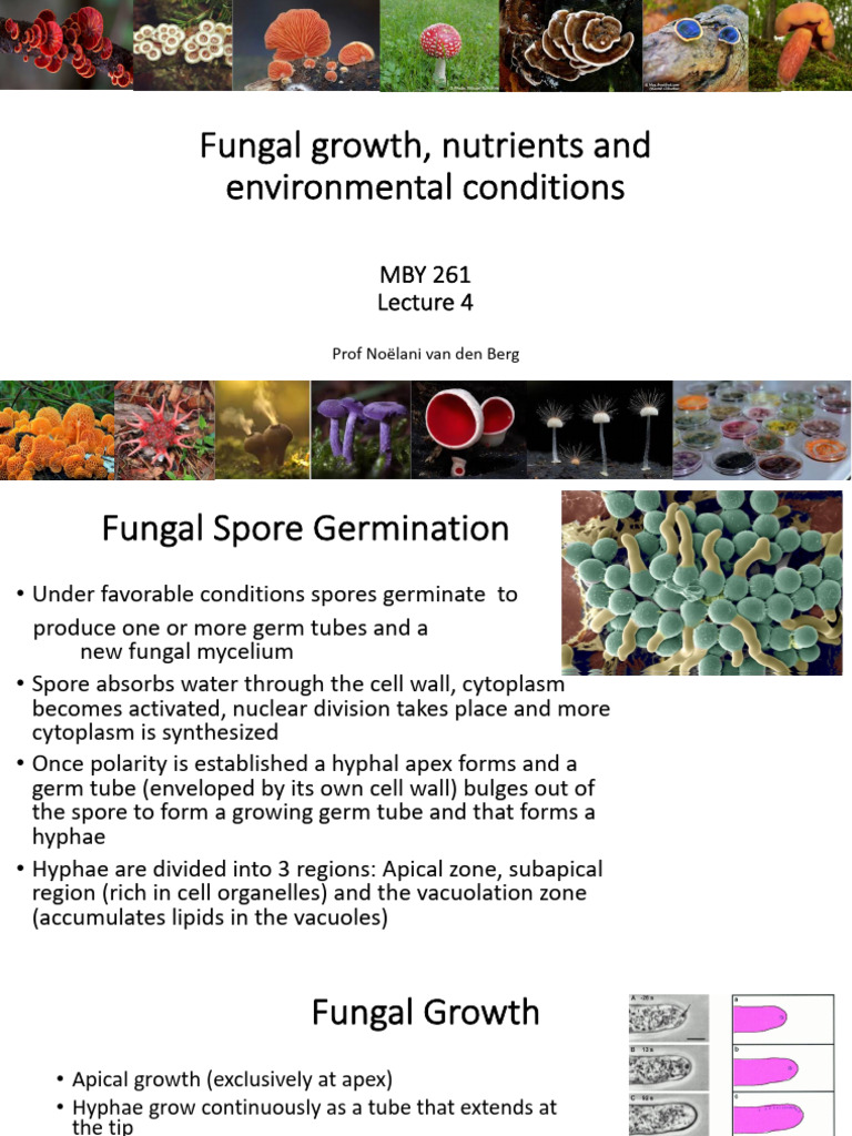 Fungal Growth: Conditions and Nutrition | PDF | Fungus | Nutrition