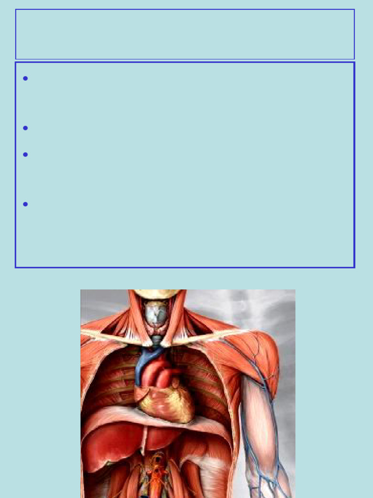 Cardiovascular System | PDF | Heart Valve | Coronary Circulation