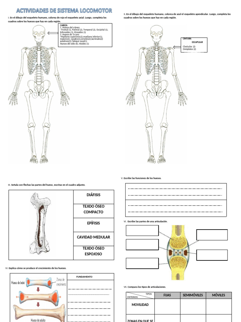 Actividades de Sistema Oseo | PDF | Hueso | Articulación