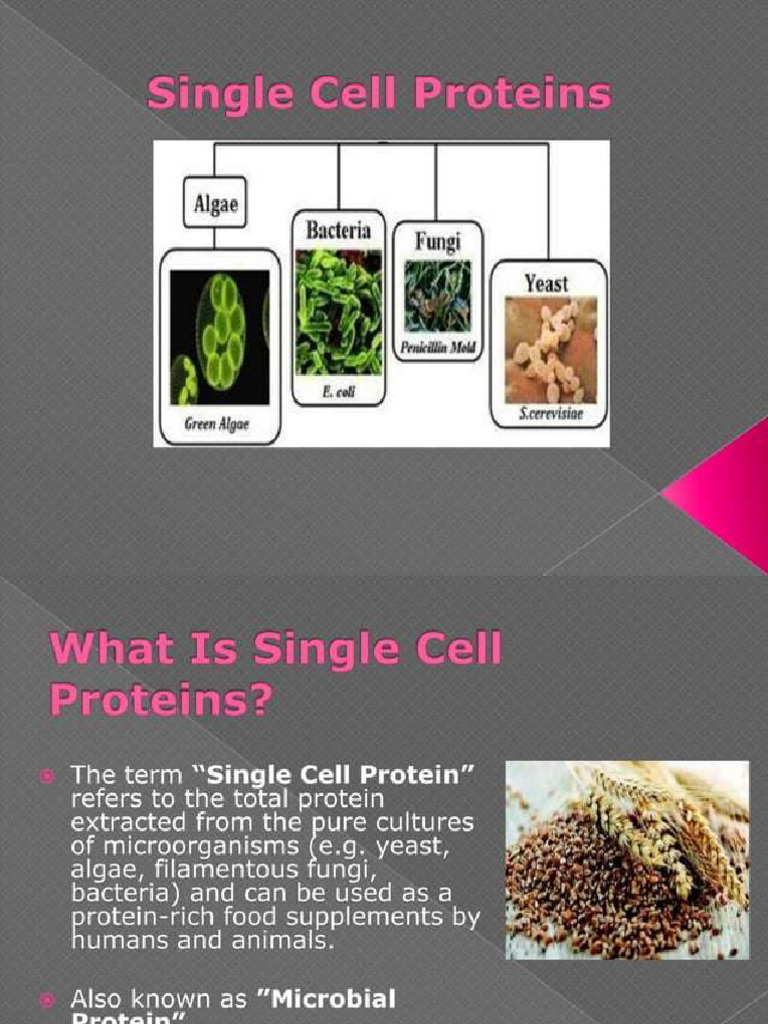 Single Cell Protein | PDF