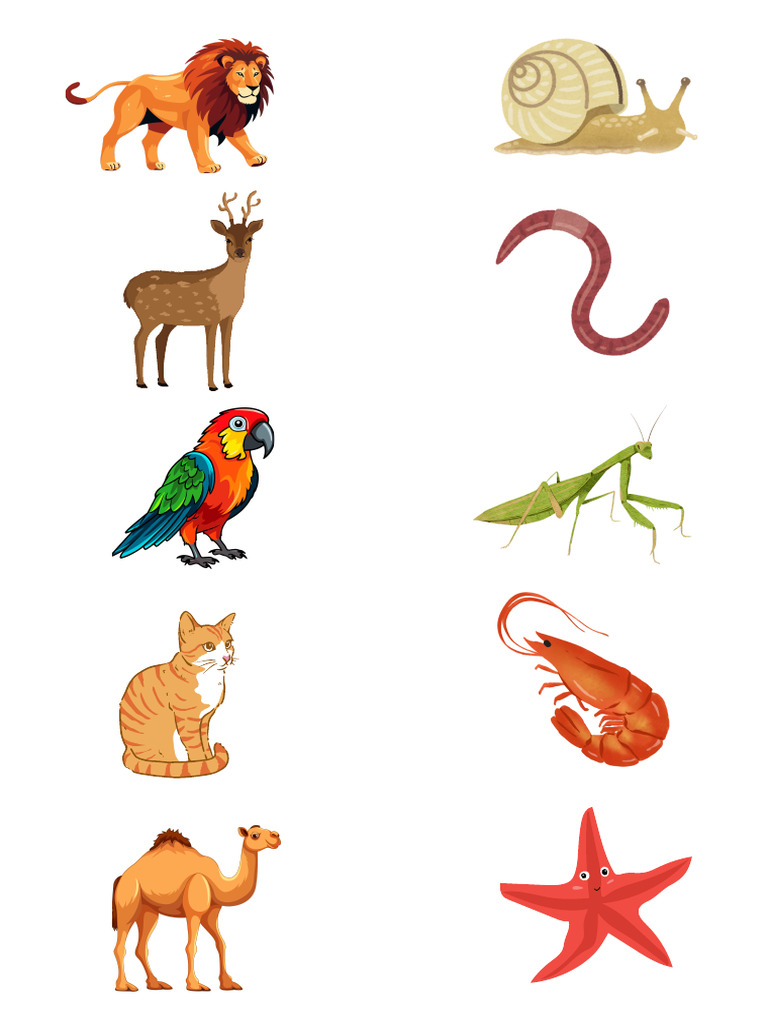 Colorful Classification Poster Invertebrates and Vertebrates Poster | PDF