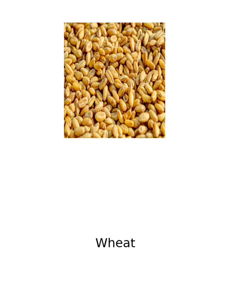 Types of Grains | PDF
