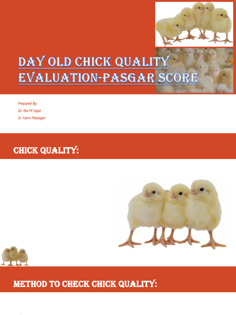 Chick Quality Assessment Guide | PDF | Birds | Infection