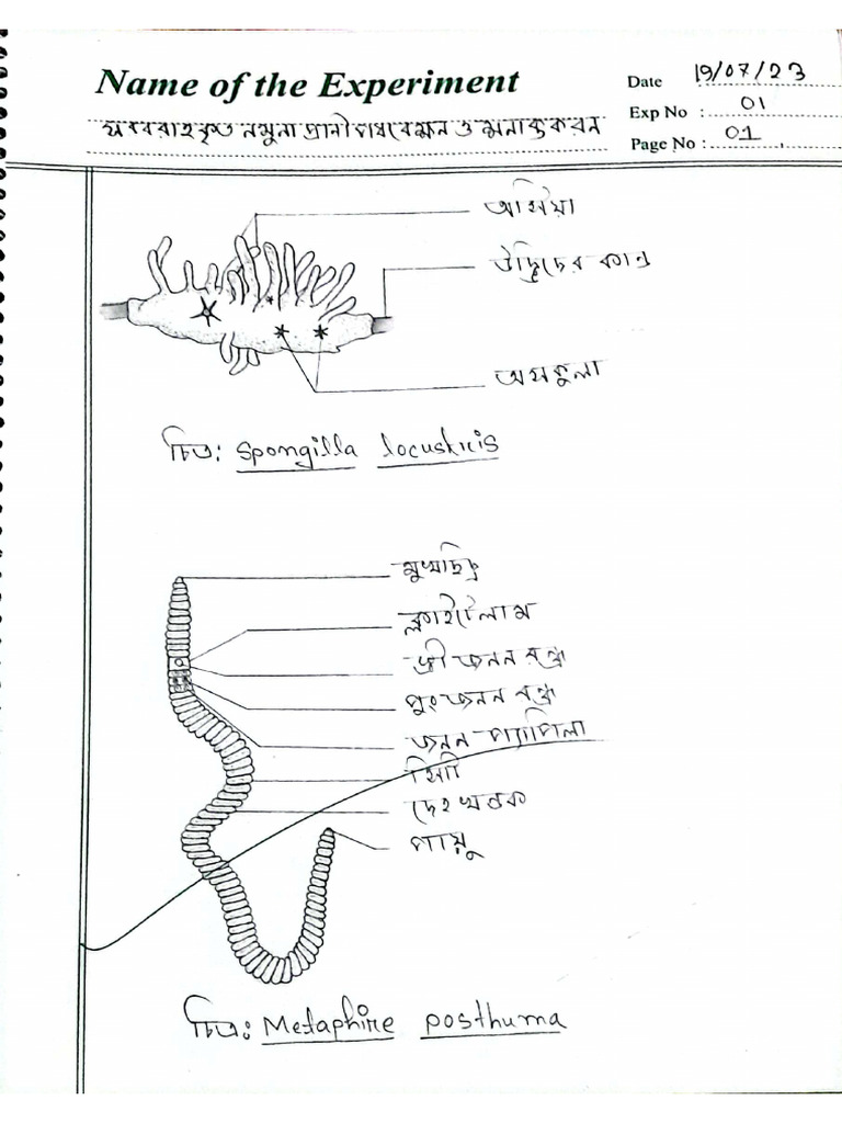 Bio Hsc Practical exp 1 | PDF