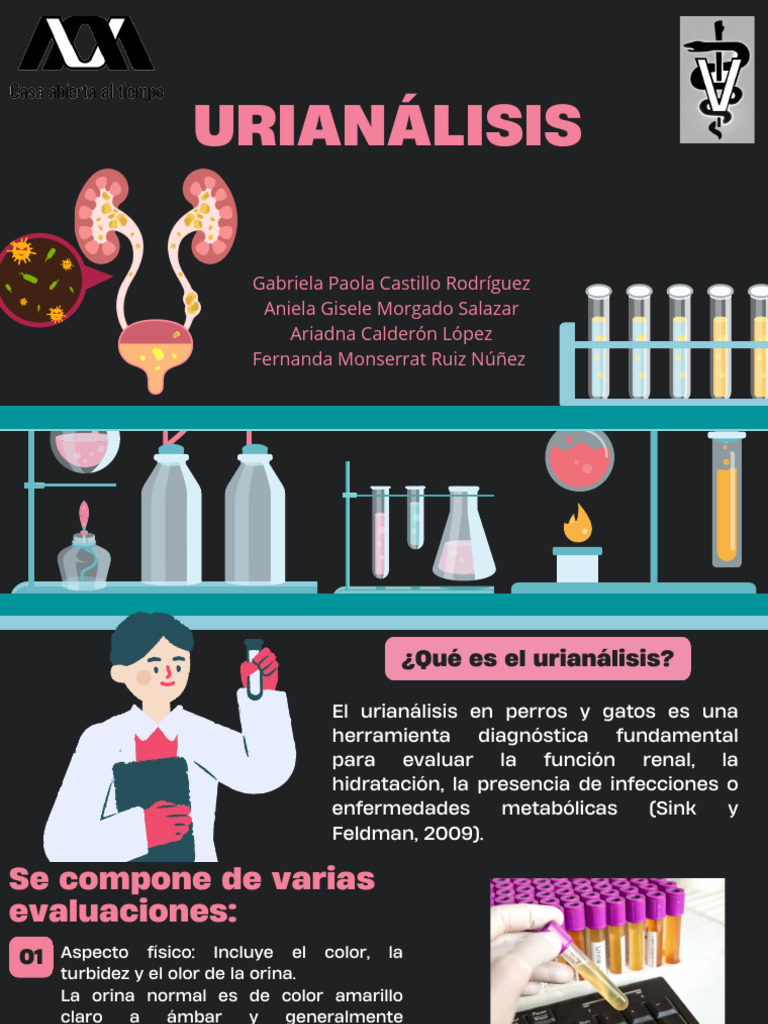 Urianálisis Examen | PDF | Urología | Sistema urinario