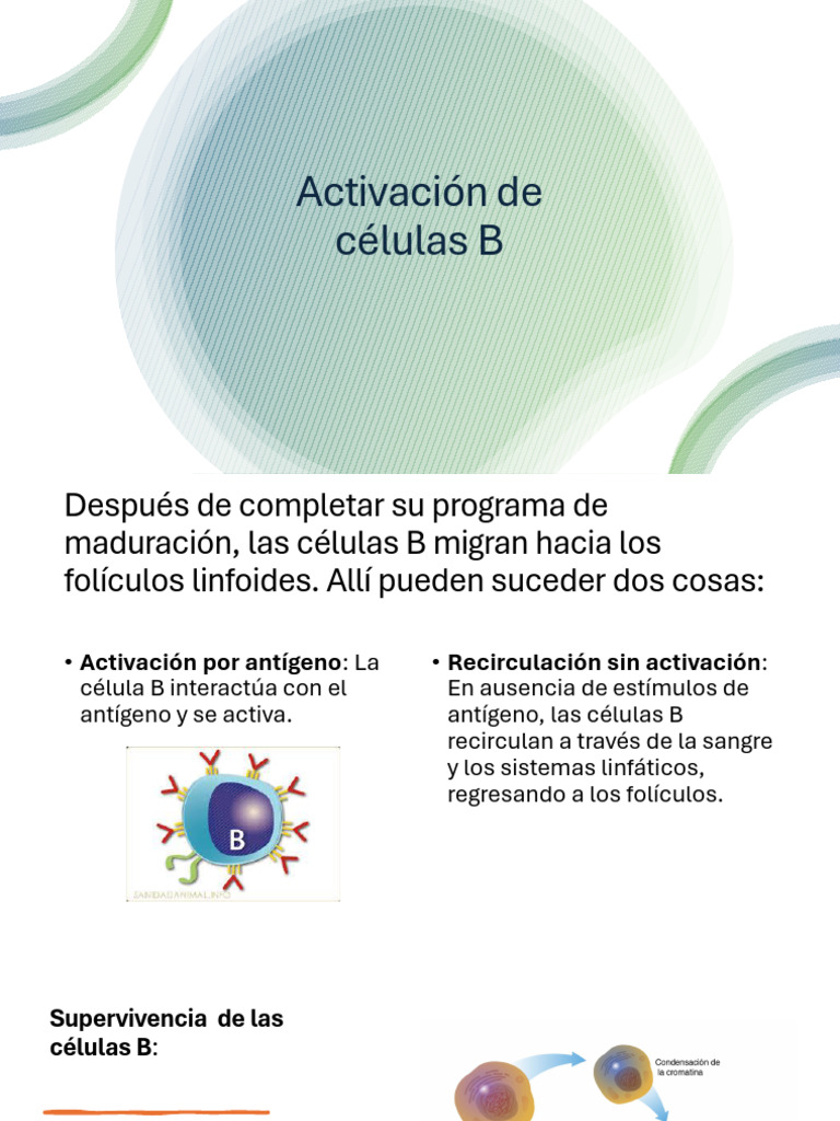 Activación y Diferenciación de Células B | PDF | Célula B | Célula T