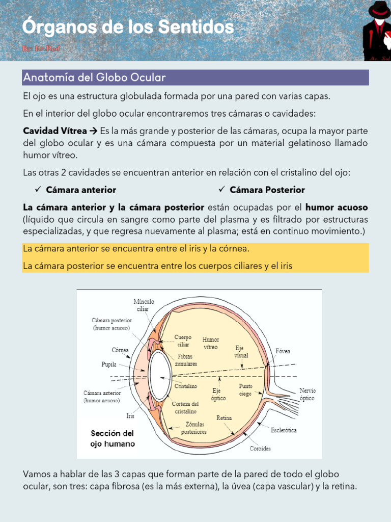Órganos de Los Sentidos (Ojo y Oido) | PDF | Escuchando | Oído