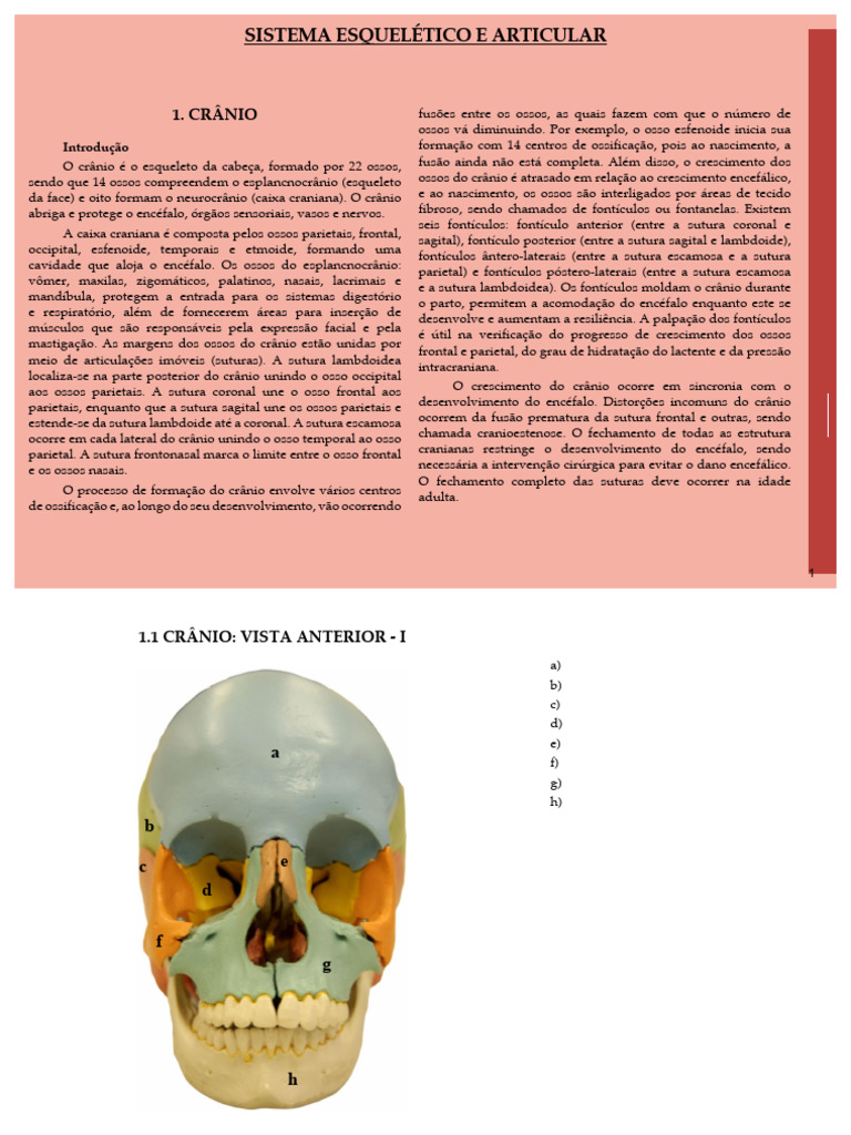 Anatomia 2-p Íginas-1 | PDF | Crânio | Anatomia humana