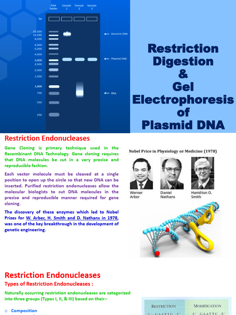 Restriction Digestion and gel Electrophoresis | PDF | Agarose Gel ...