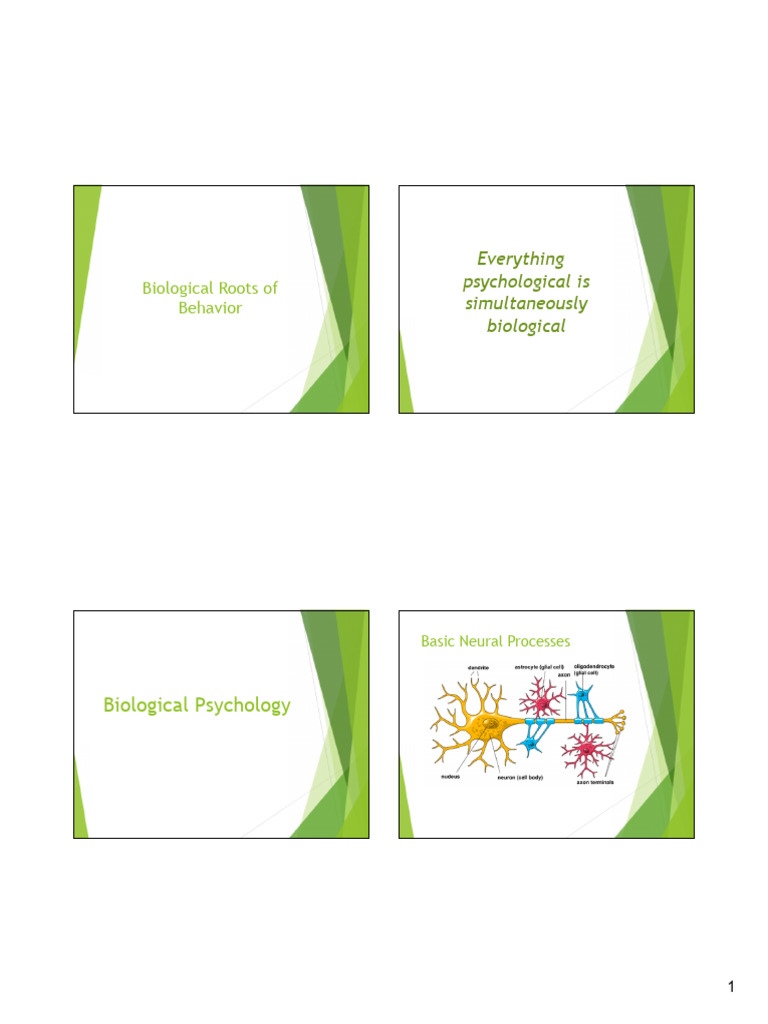 Biological Psychology PowerPoint Handouts For Students | PDF | Nervous ...