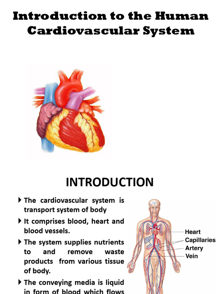 4. Introduction to the CVS 2 | PDF | Artery | Blood Vessel