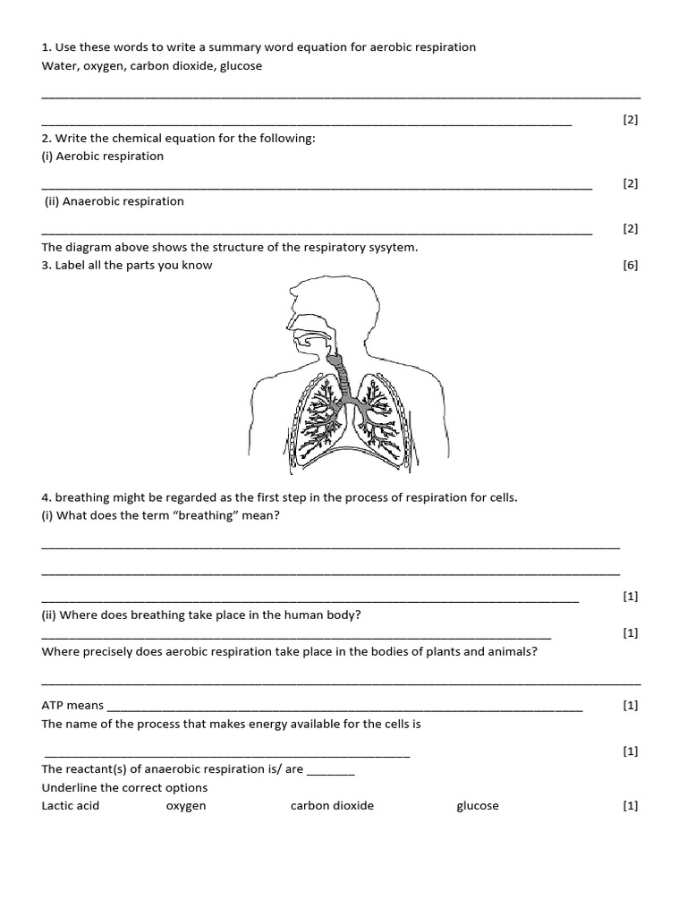 Aerobic Respiration Overview and Worksheet | PDF | Cellular Respiration ...