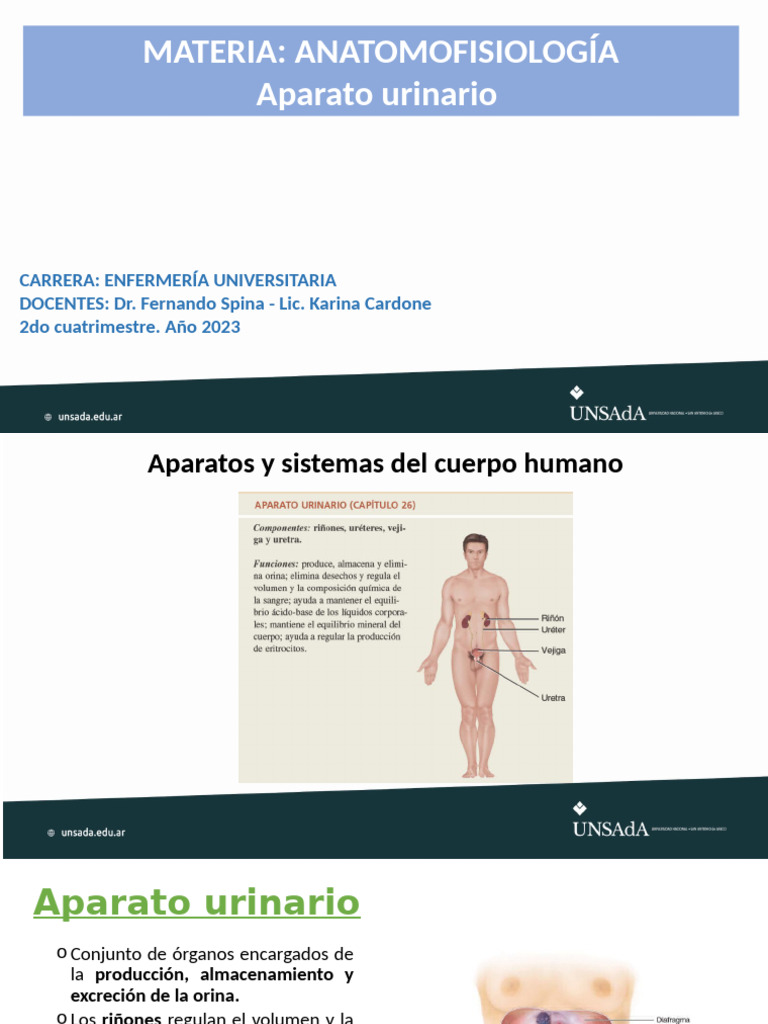 Aparato Urinario Fisio 2 | PDF | Angiotensina | Riñón