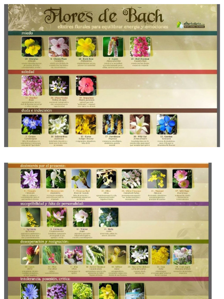 Flores Word | PDF