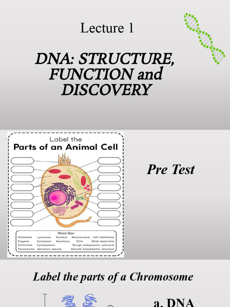 Lecture 1 (DNA structure and function).pptx | PDF | Dna | Dna Replication