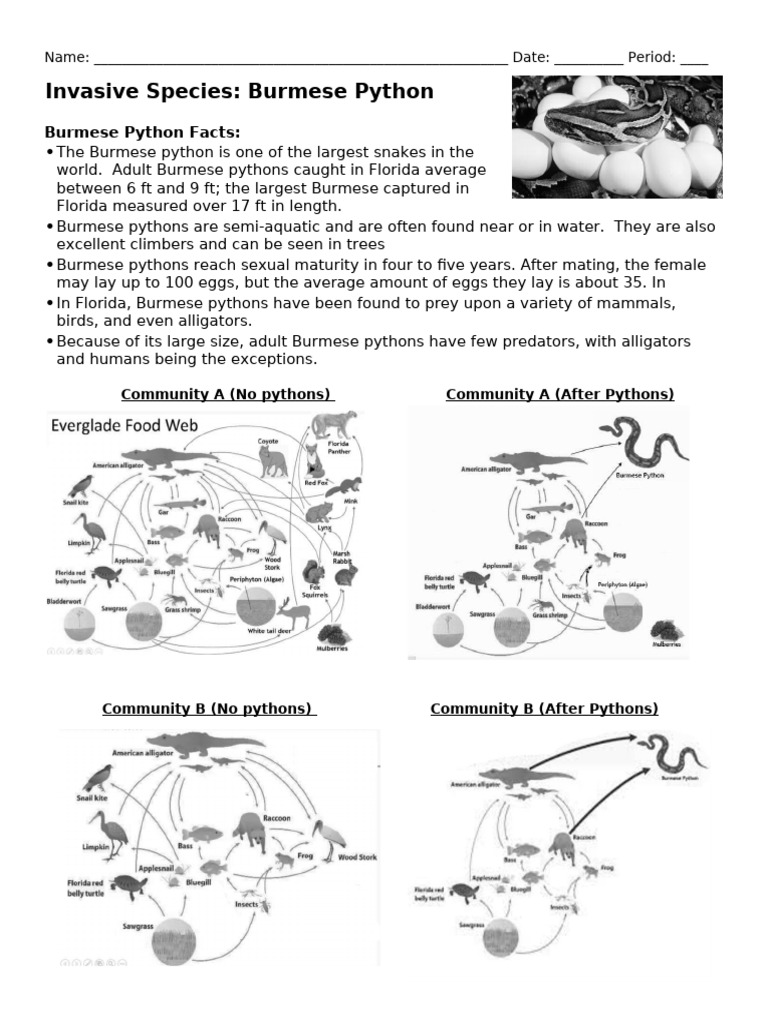 Burmese Python Invasive Species Case Study | PDF | Zoology