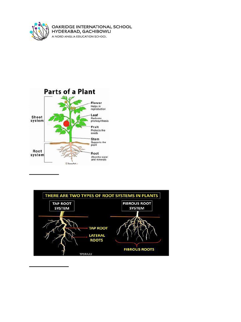 Unit 4 Biodiversity Notes | PDF | Flowers | Seed