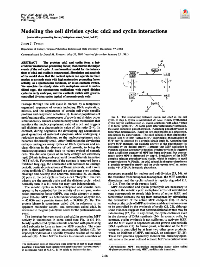 tyson-1991-modeling-the-cell-division-cycle-cdc2-and-cyclin ...