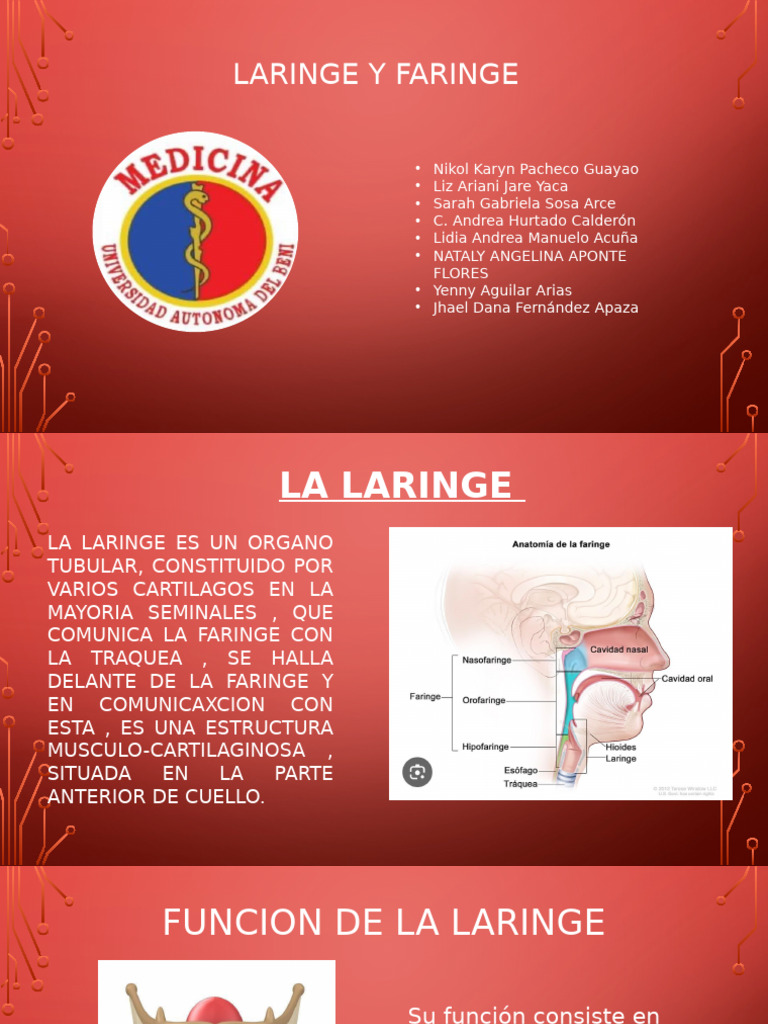 Laringe y Faringe | PDF | Laringe | Esófago