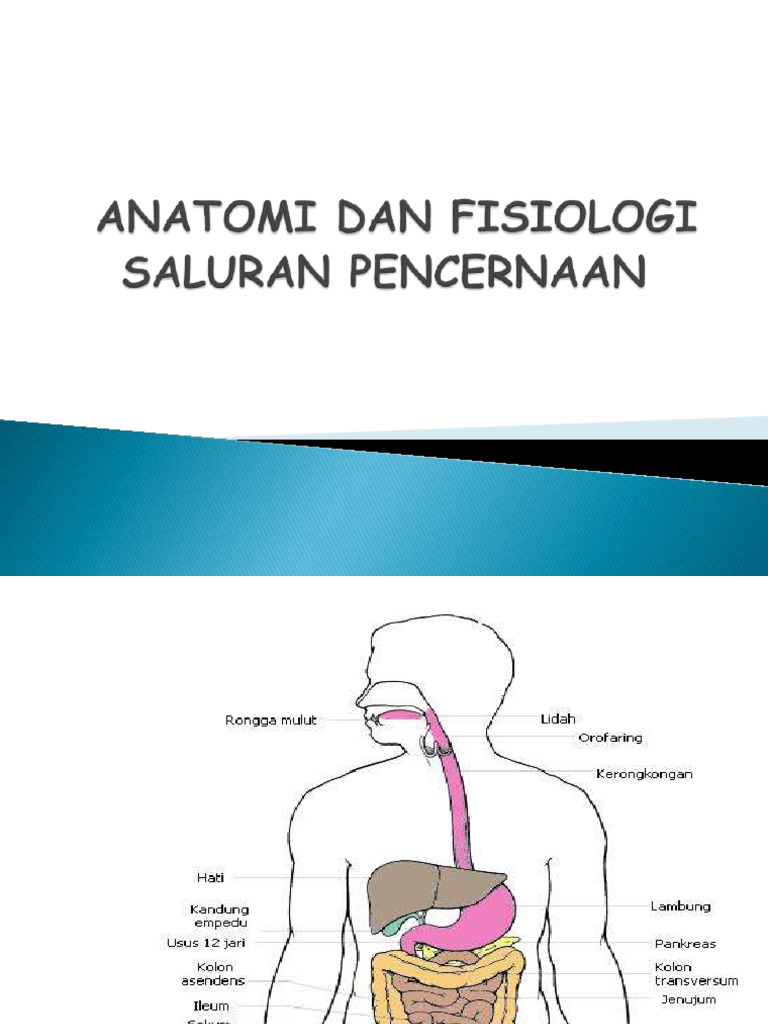Anatomi Dan Fisiologi Saluran Pencernaan | PDF