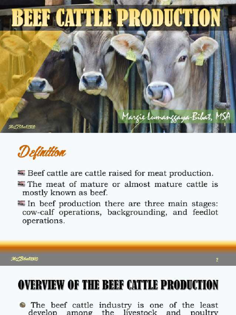 Cattle Production | PDF