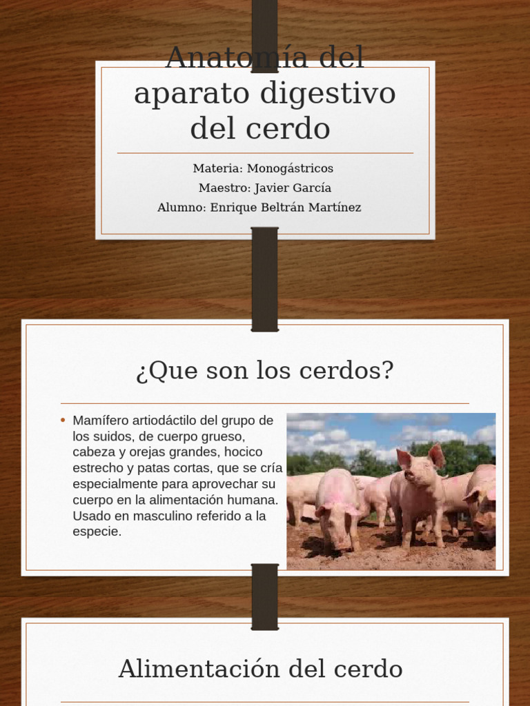 Anatomía Digestiva del Cerdo Monogástrico | PDF | Sistema digestivo ...