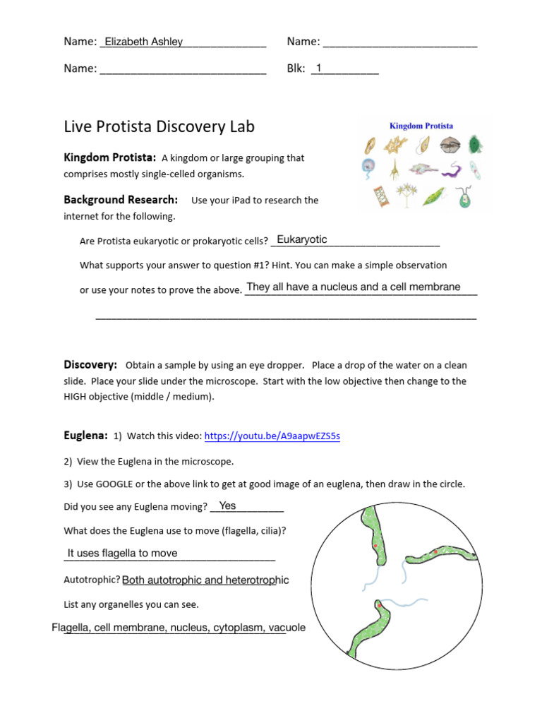 Live+Protista+Discovery+Lab+ +2024 | PDF | Organelle | Cell (Biology)