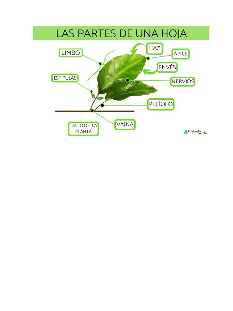 Las Hojas, Sus Partes y Funcuines 2025 | PDF | Hoja | Plantas