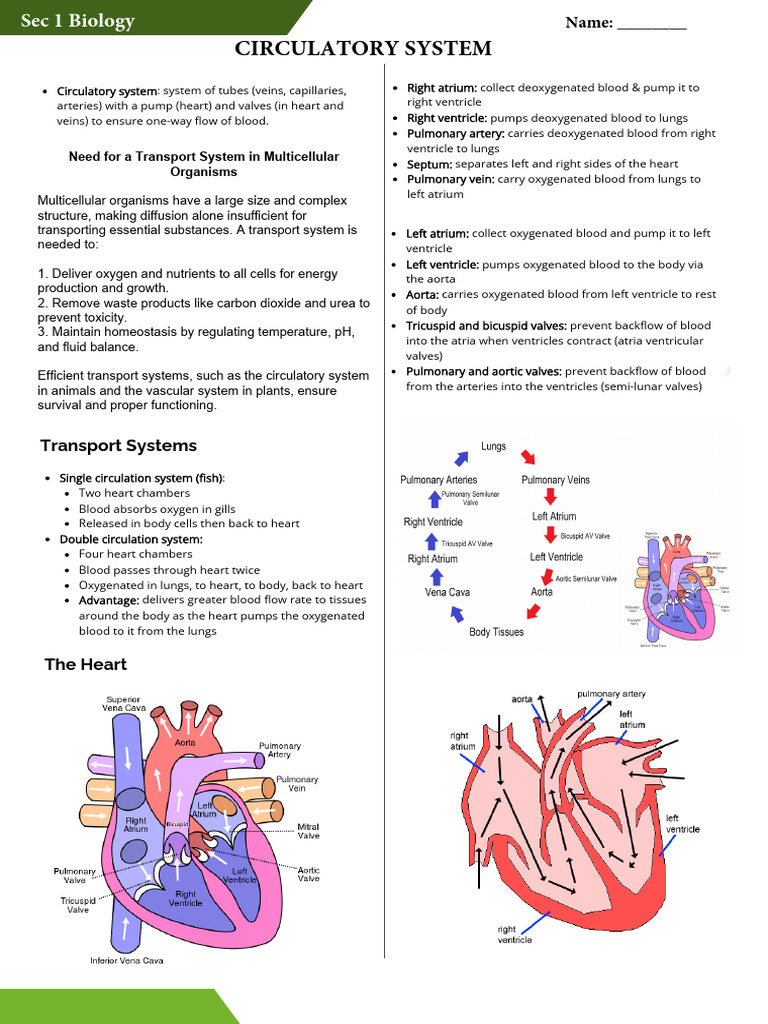 Circulatory System NOTES | PDF | Circulatory System | Heart