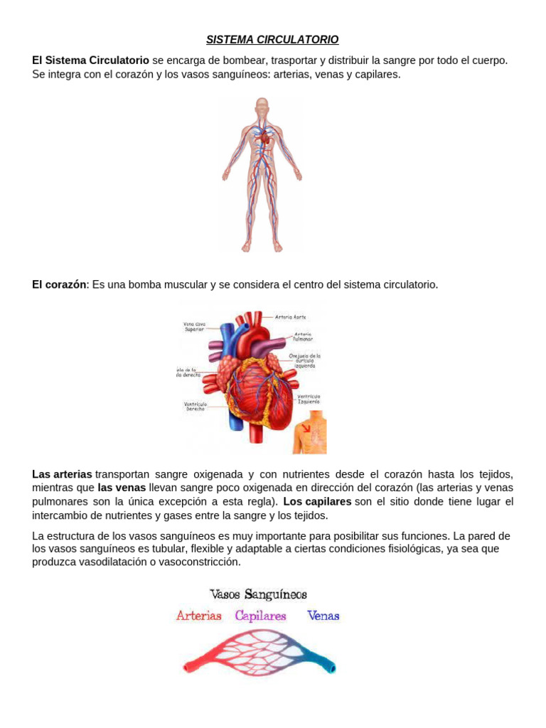 Funciones del Sistema Circulatorio | PDF