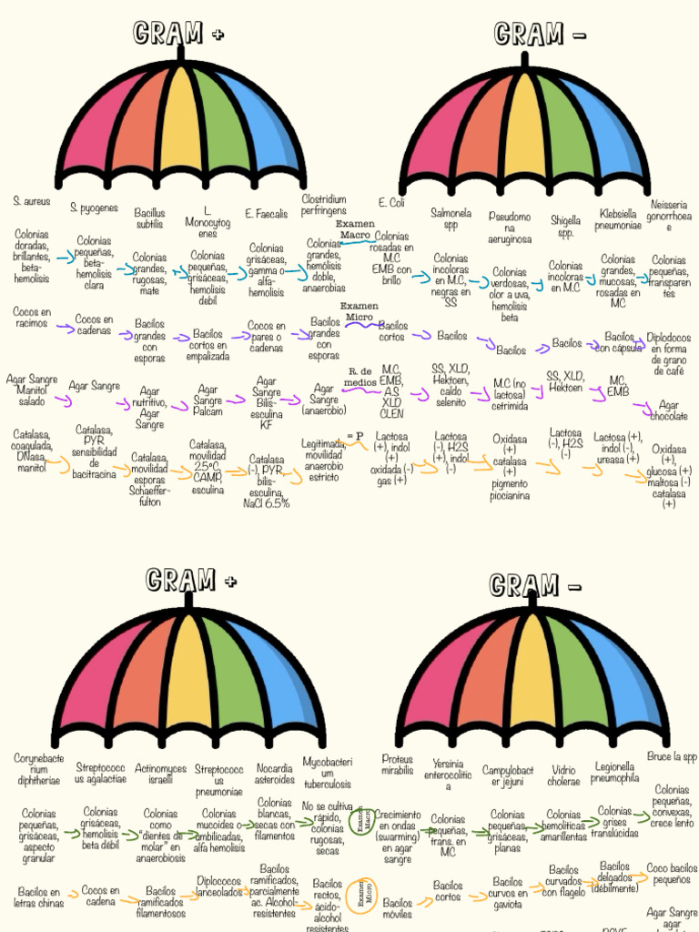 Paraguas Rodri | PDF | Microbiología | Procariota