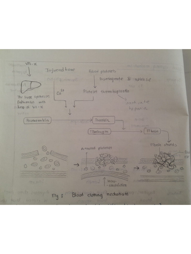 Human Circulation Figures Part 1 | PDF