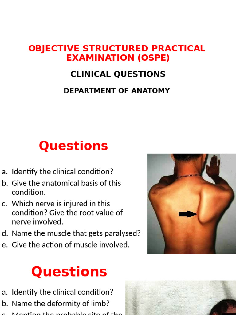 OSPE Clinical Questions in Anatomy | PDF | Vein | Nervous System