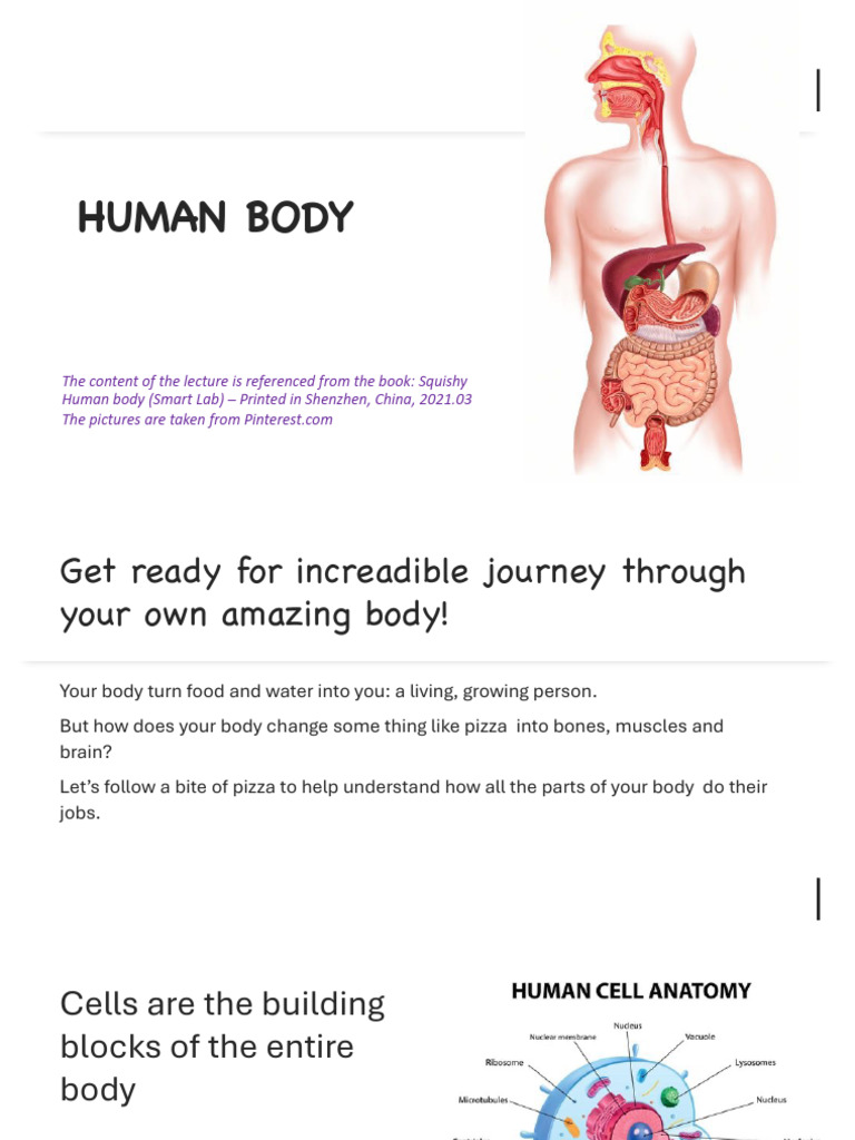 Journey Through the Human Body | PDF | Lung | Larynx
