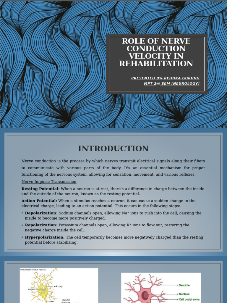 Role of Nerve Conduction Velocity in Rehabilitation | PDF | Action ...