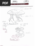 HSC Biology Practical | PDF