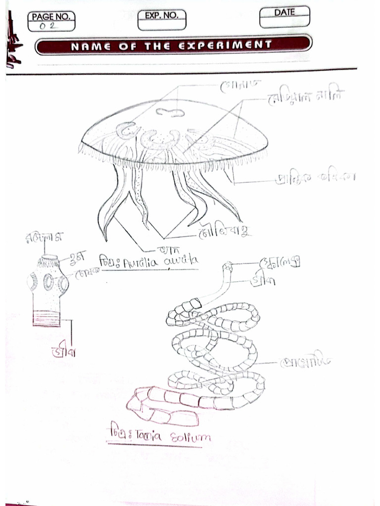 Biology 2nd Paper Practical-2025 | PDF