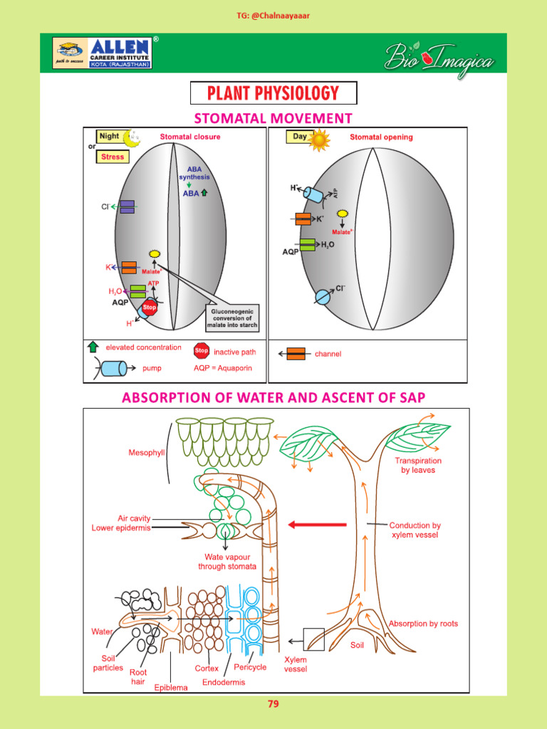 Ch.6 Plant Physiology | PDF