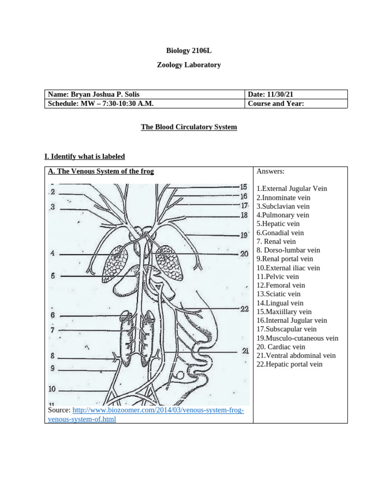 Circulatory System Answer Sheet | PDF | Atrium (Heart) | Vein