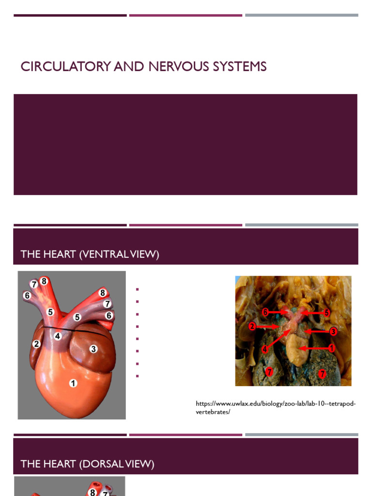 Circulatory and Nervous Systems-1 | PDF | Brain | Atrium (Heart)