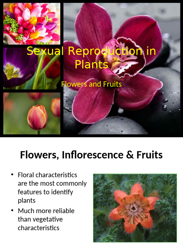 Sexual Reproduction in Flowering Plants | PDF | Flowers | Plants
