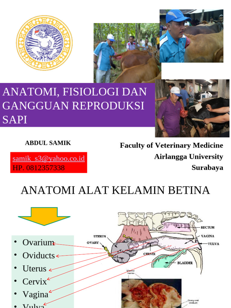 Anatomi, Fisiologi, Gangguan Reproduksi Sapi | PDF