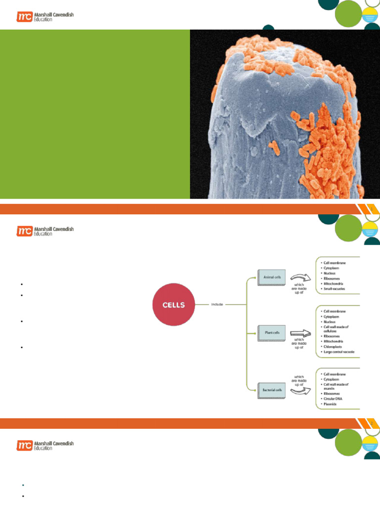 MCE IGCSE Biology PPT C02 | PDF | Cell (Biology) | Tissue (Biology)
