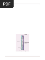Single Seed Descent Method | PDF | Plant Breeding | Dominance (Genetics)