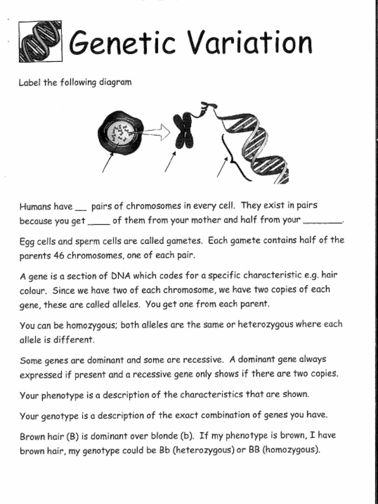 genetic variation worksheet | PDF