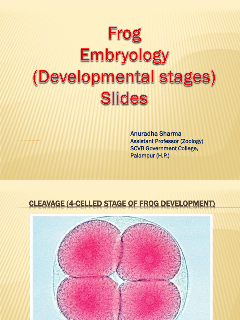 Frog Developmental Stages (Slides For Spotting) | PDF