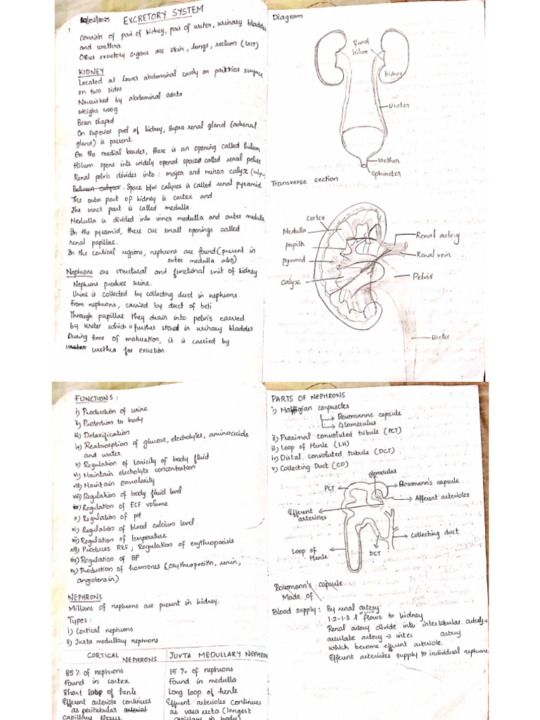 Physiology excretory system | PDF